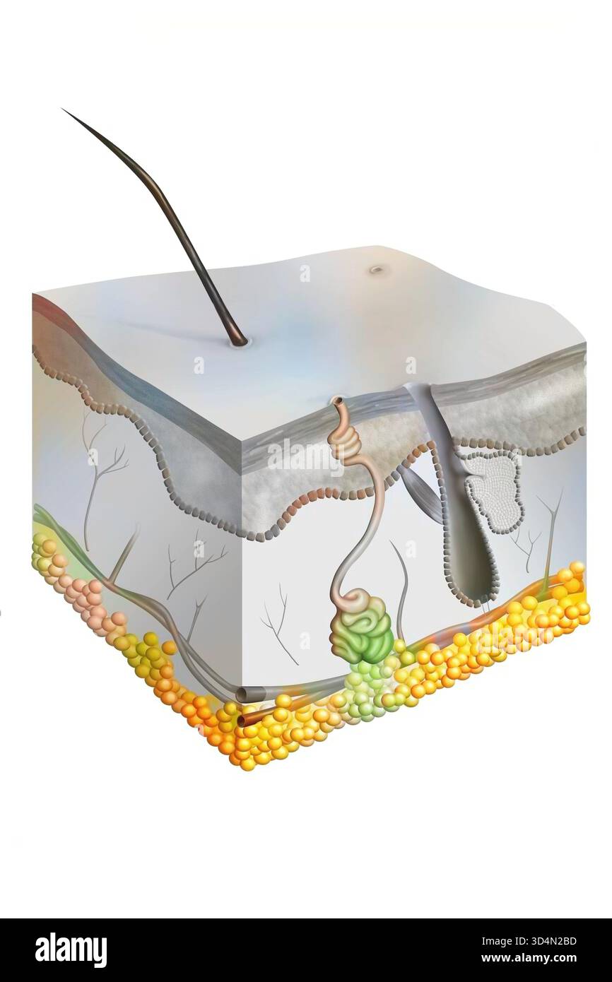 Section of the skin, showing the epidermis, the dermis (and the basal ...