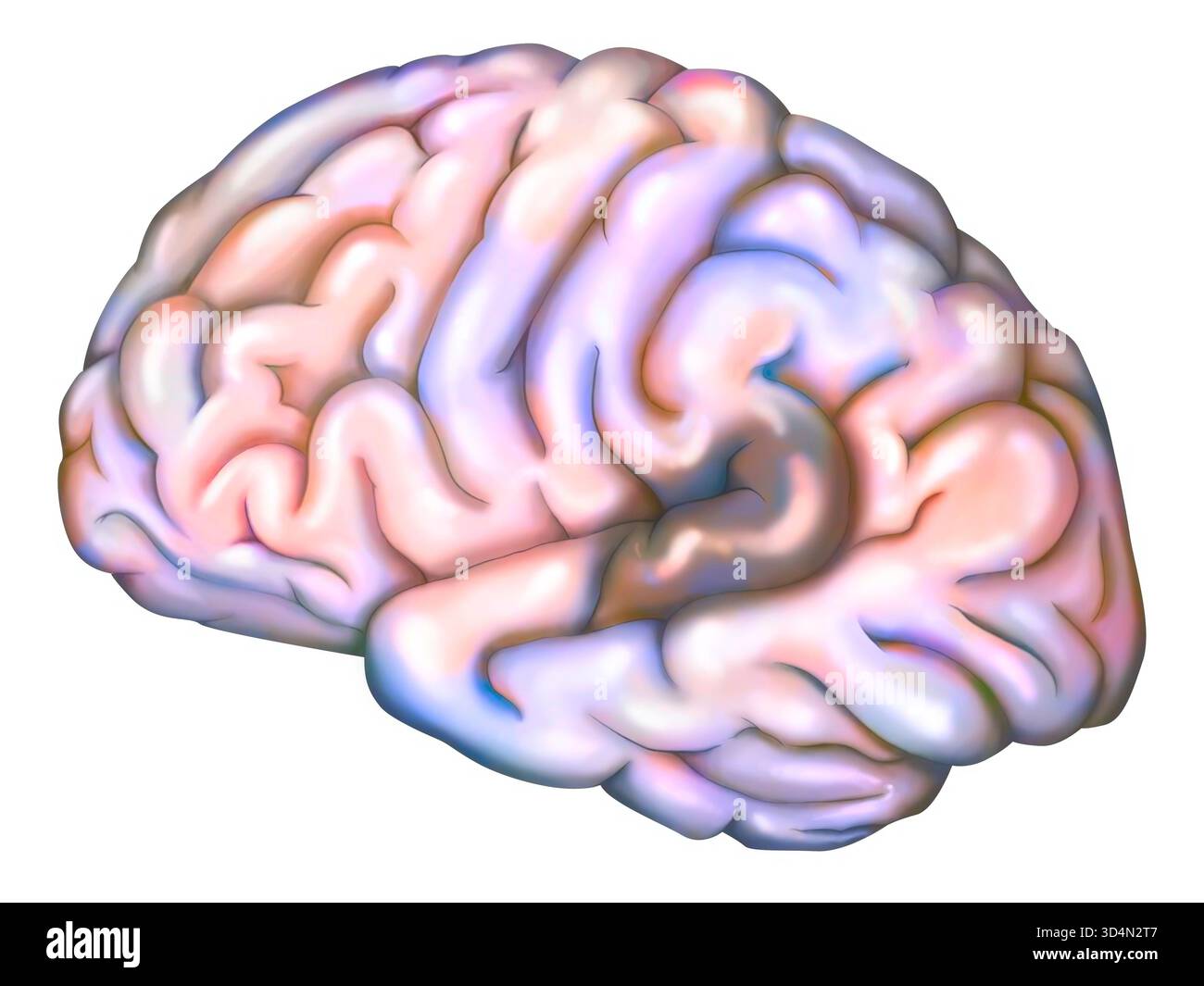 Association area Cut Out Stock Images & Pictures - Alamy