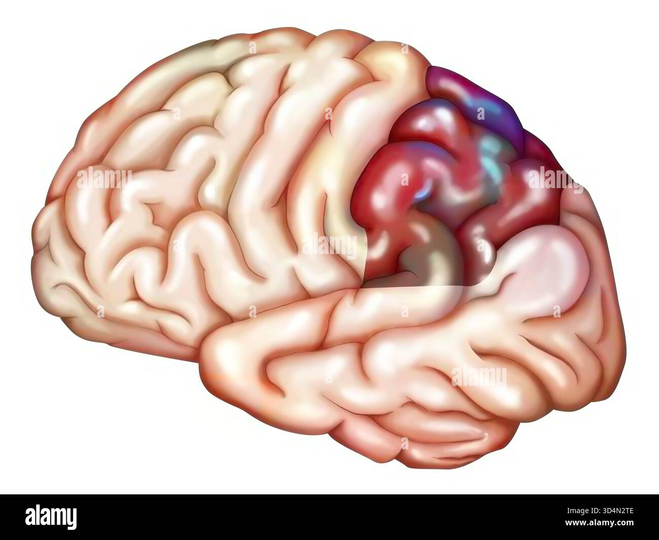 Associative somatosensory cortex. The associative somatosensory cortex ...
