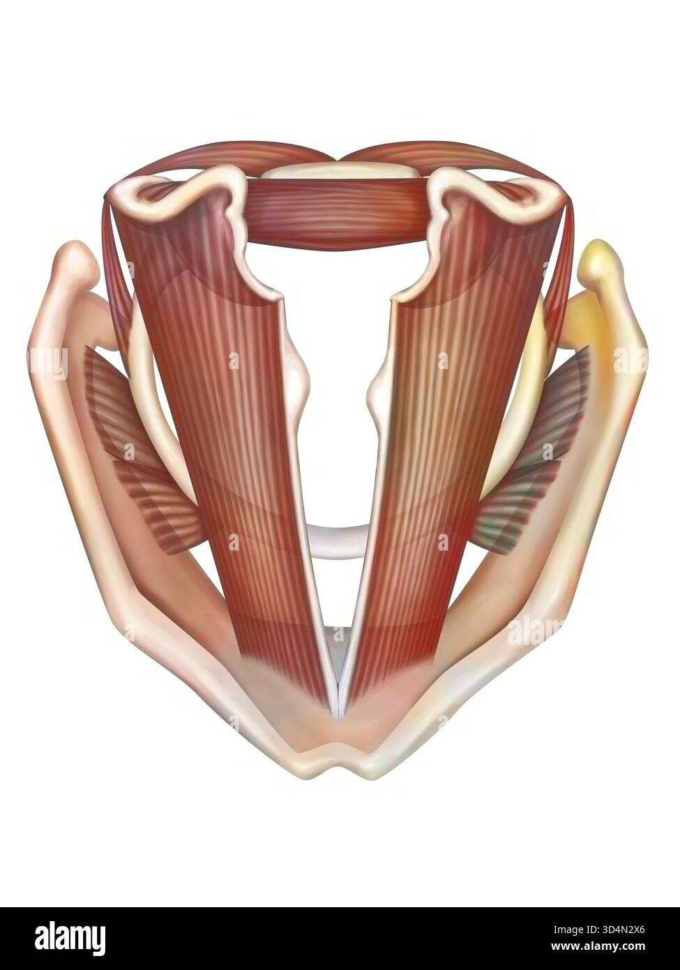 Bilateral vocal cord nodules Stock Photo - Alamy