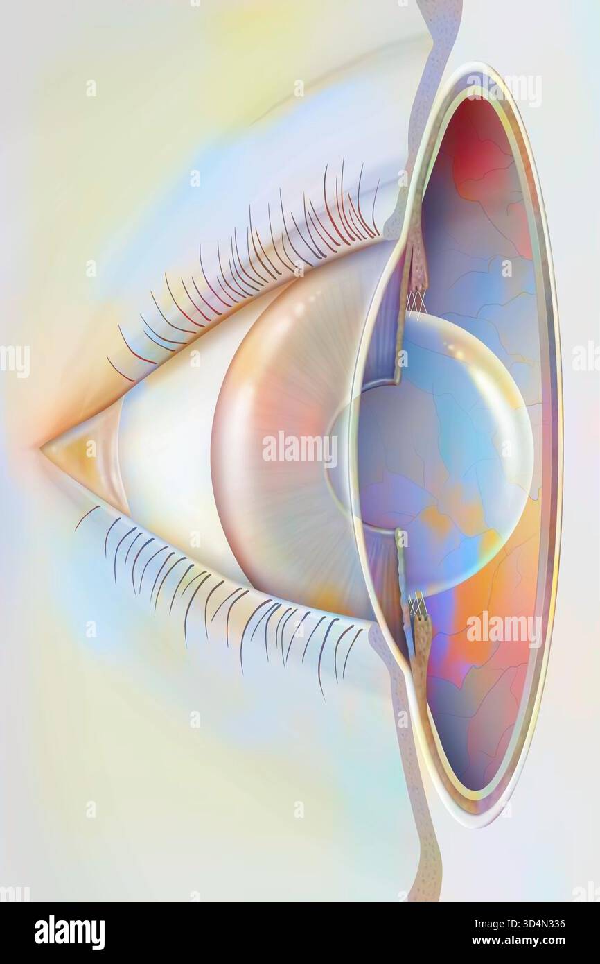 Anatomy of the eye, in section Stock Photo - Alamy