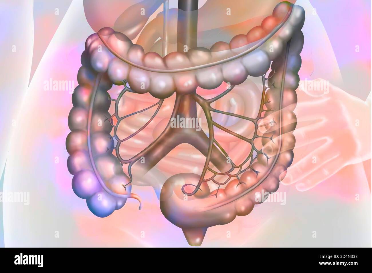 The colon and its vascularization Stock Photo - Alamy