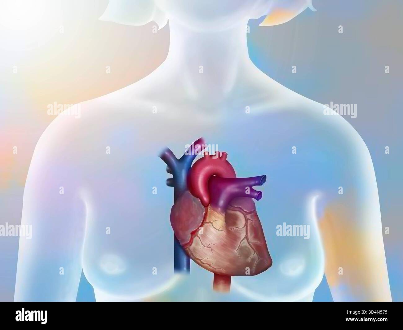 Illustration aorta heart anatomy hi-res stock photography and images ...