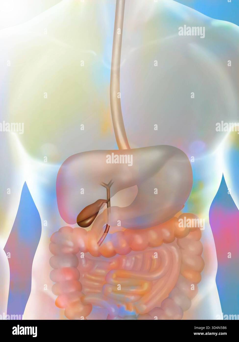 Illustration of pain in the gallbladder and bile ducts. The bile ducts ...