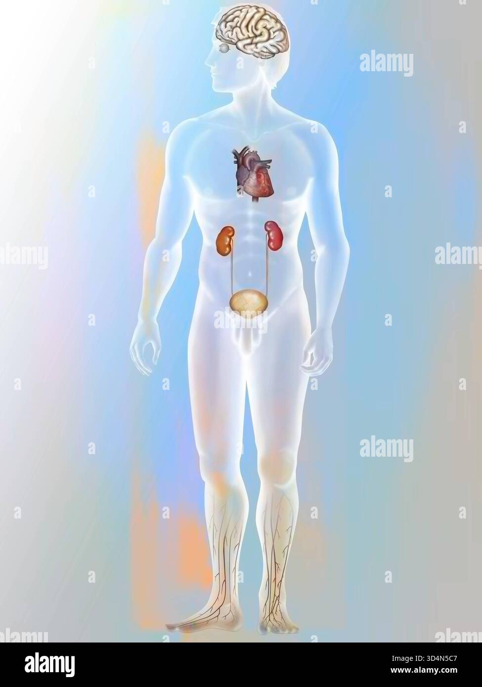 Representation of the organs likely to be affected by complications ...