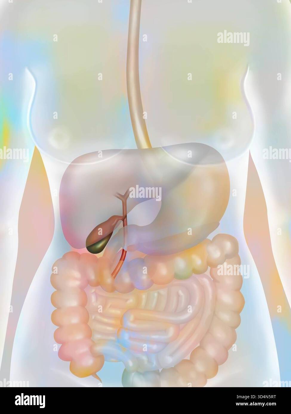 Illustration of pain in the gallbladder and bile ducts. The bile ducts ...
