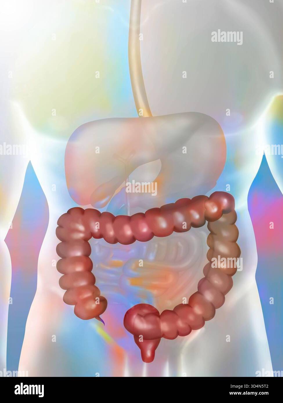 Anatomy of the large intestine. The large intestine consists of the ...