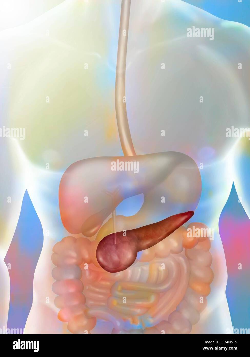 Illustration of pain in the pancreas. Pancreas 016240 033 Stock Photo ...