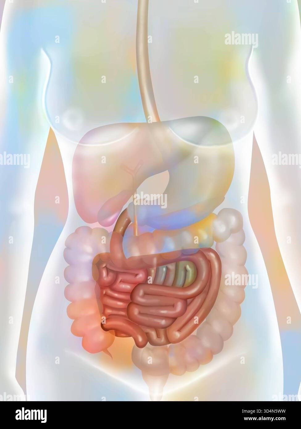 Illustration of pain in the small intestine. The small intestine is ...