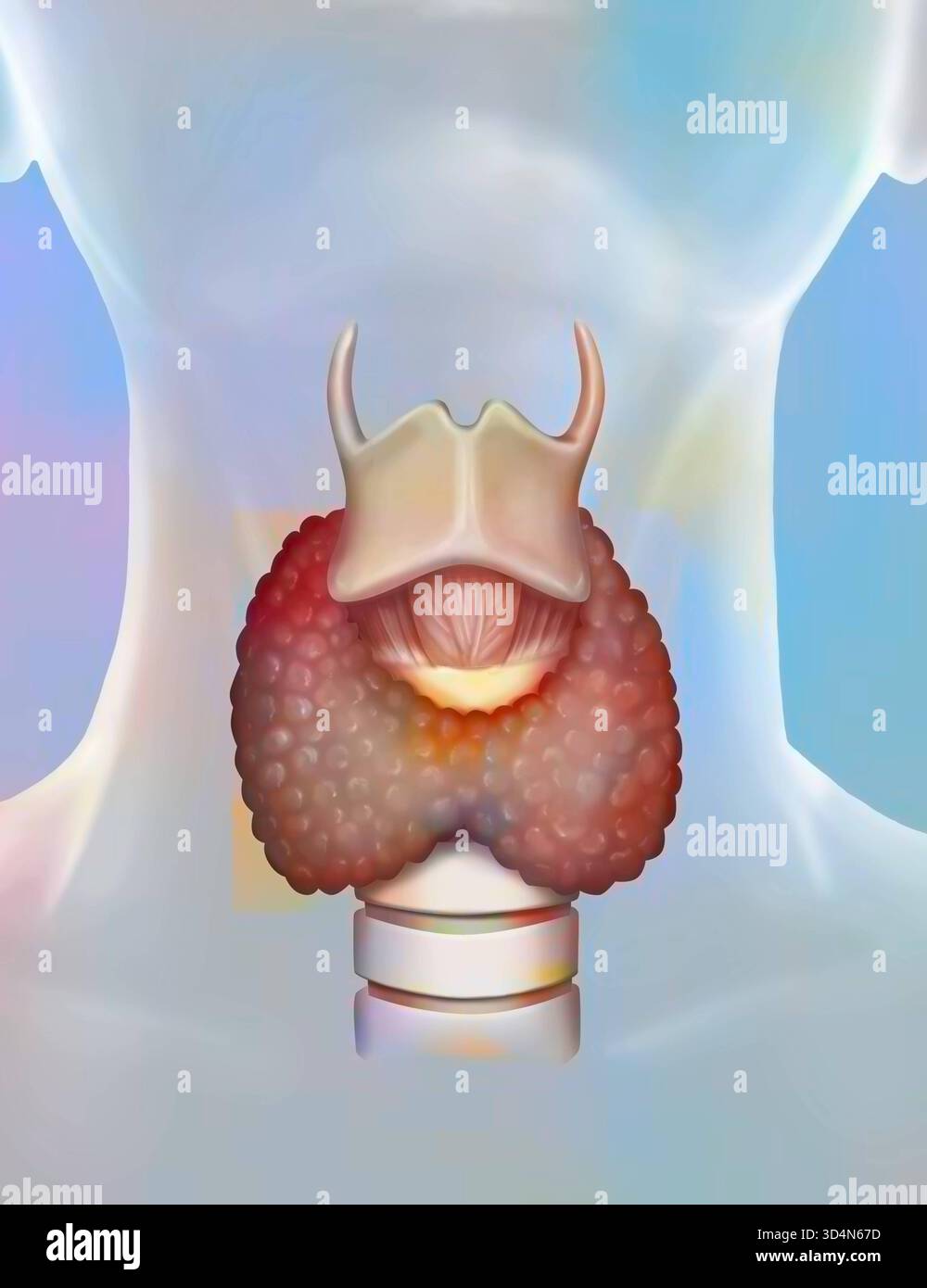 External anatomy of the larynx. From top to bottom: - thyroid cartilage ...