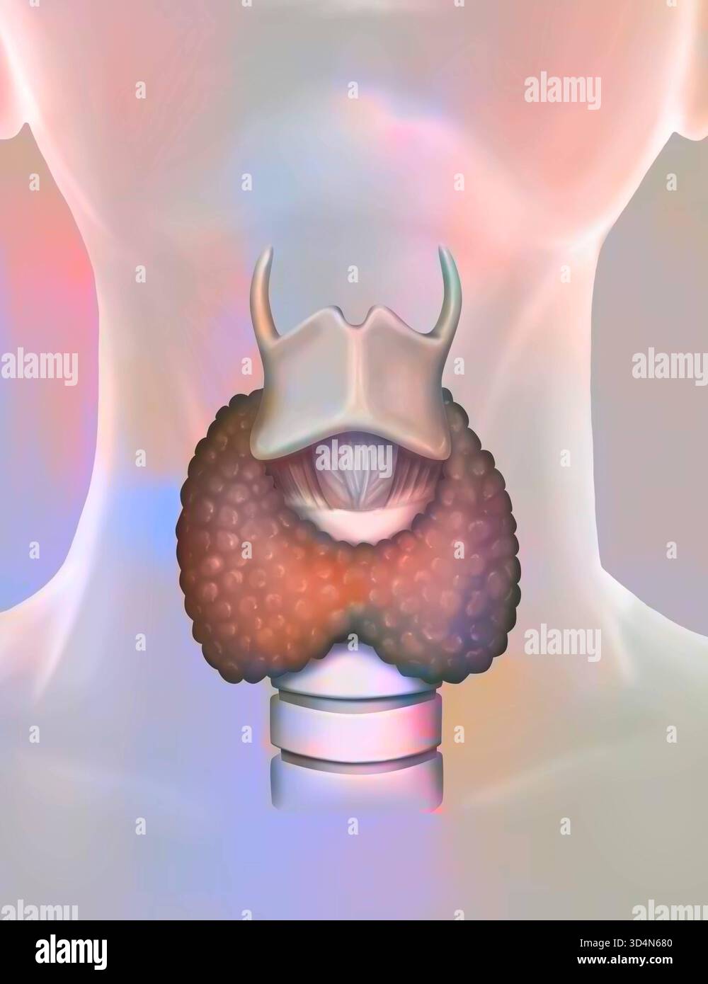 External anatomy of the larynx. From top to bottom: - thyroid cartilage ...