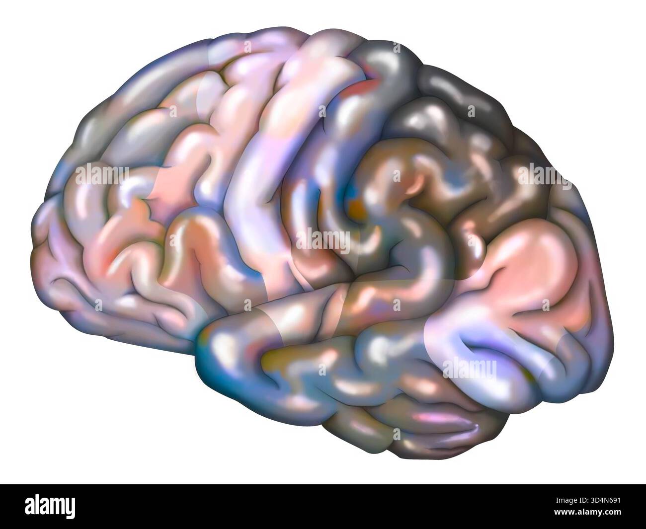 Illustration of the brain divided into its different functional areas ...