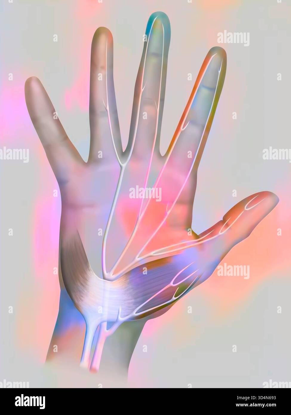 Carpal tunnel. On the palmar side of the wrist, we can see an ...