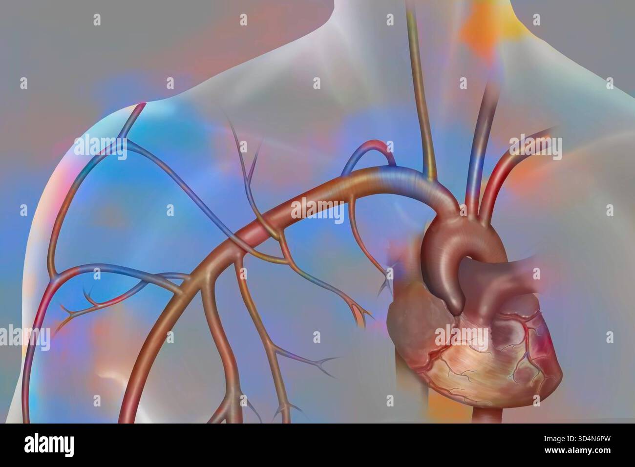 Arteries of the right shoulder. The brachiocephalic arterial trunk ...