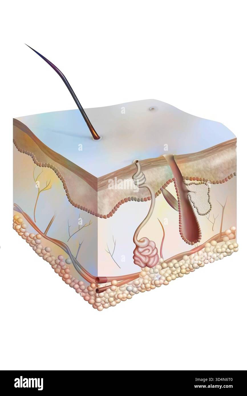 Section of the skin, showing the epidermis, the dermis and the basal ...