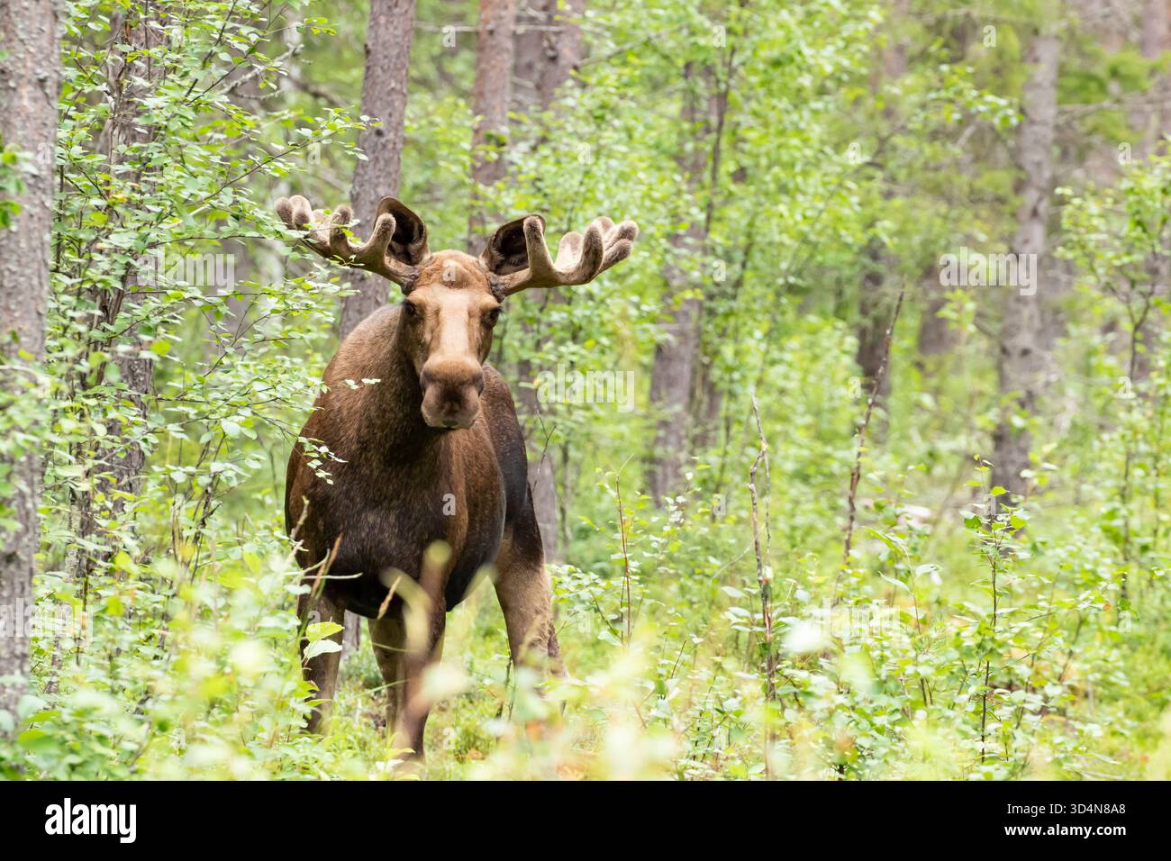 Big wild male mammal, an elk, Alces alces standing in the forest in ...