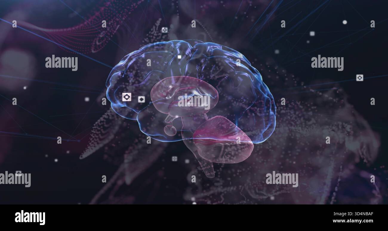 Floating clear brain model hi-res stock photography and images - Alamy
