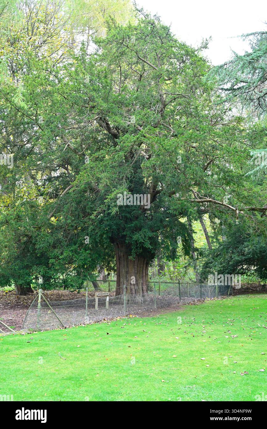 Dryburgh yew tree hi-res stock photography and images - Alamy