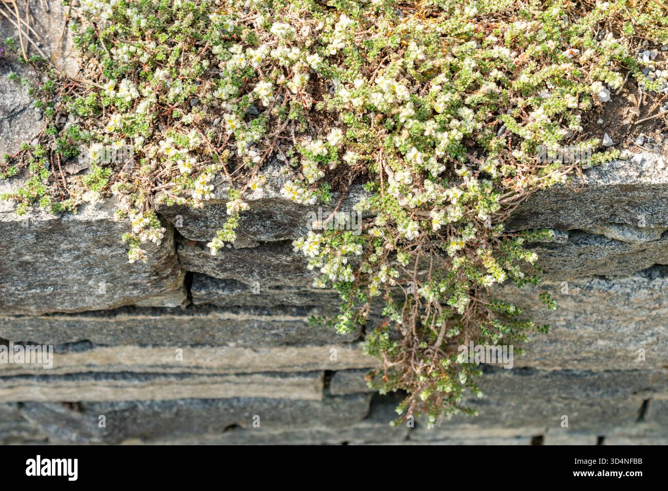 Saint Gallen, Switzerland, May 13, 2025 Paronychia Kepala plant at the ...