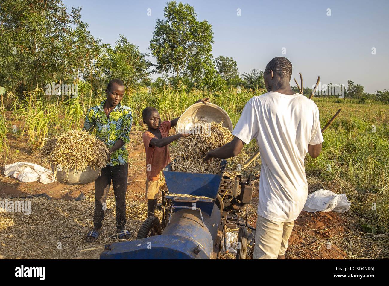 Seeding beans after harvest in Lobogo, Benin Stock Photo - Alamy