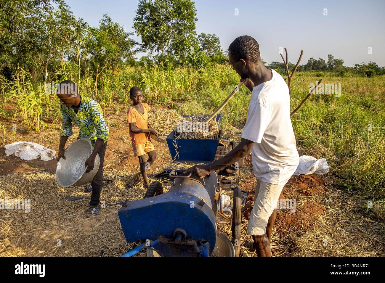 Seeding beans after harvest in Lobogo, Benin Stock Photo - Alamy
