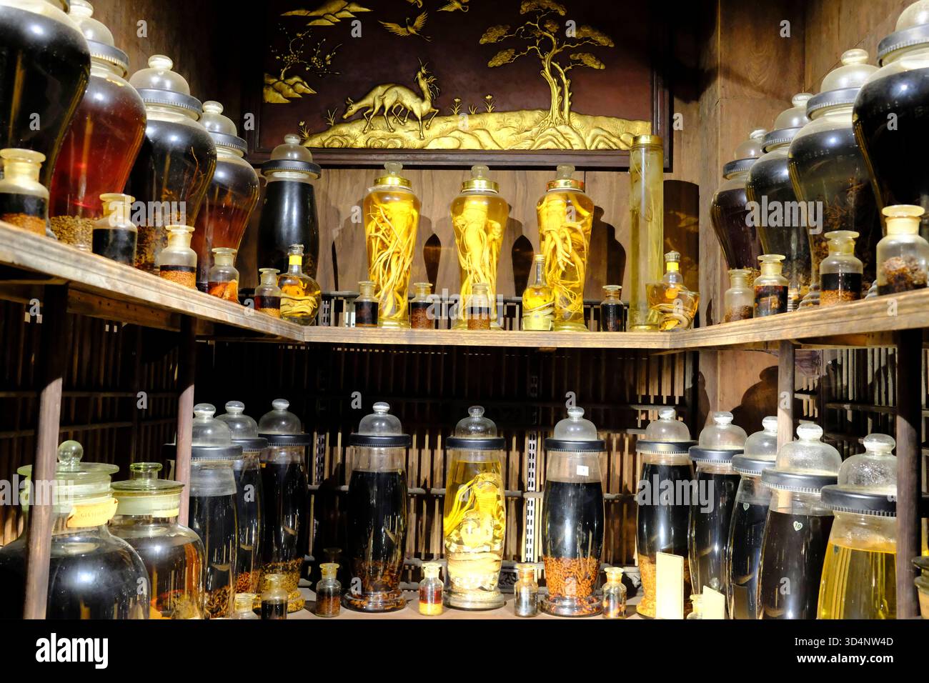 Fito Museum or museum of Vietnamese Traditionnal Medicine. Bottles of ...