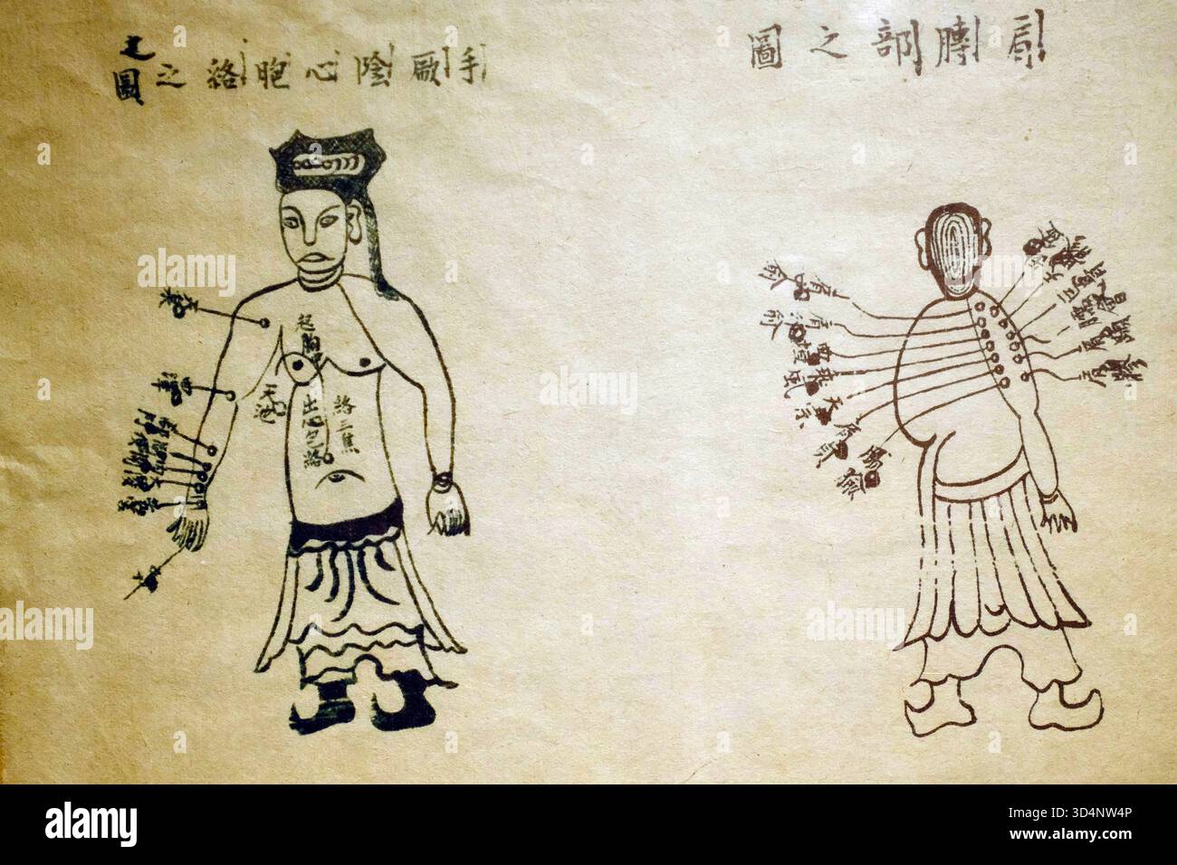 Fito Museum or museum of Vietnamese Traditionnal Medicine. The channels ...