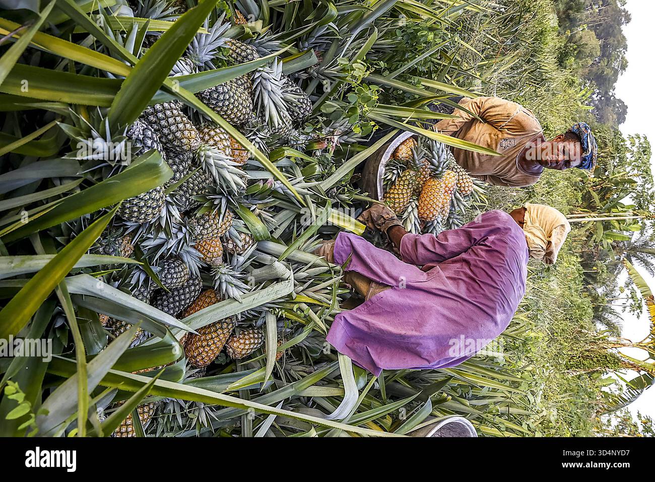 Pineapple pickers in Allada, Benin. Pineapple pickers in Allada, Benin ...