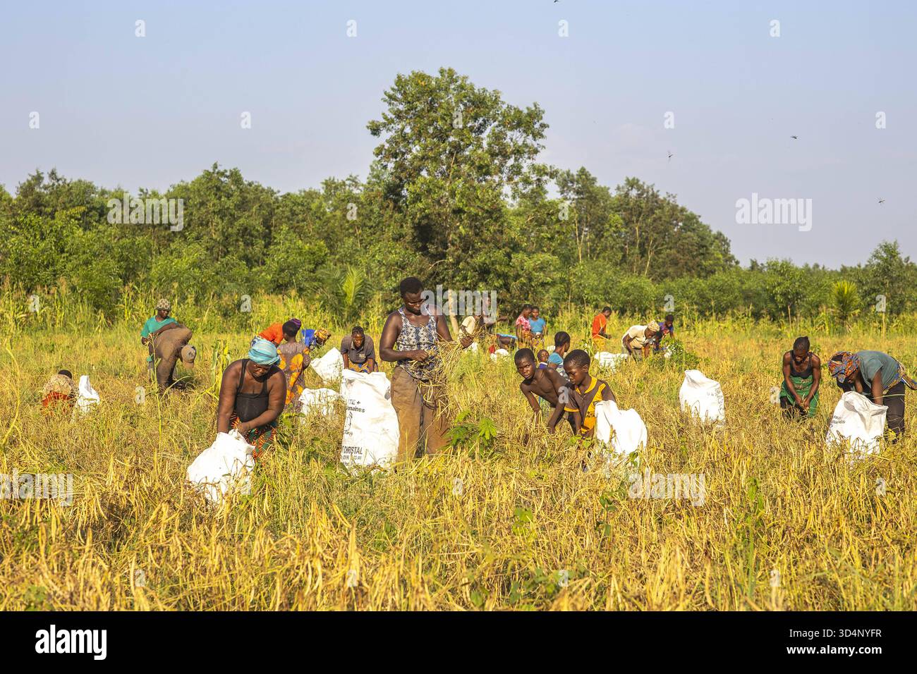 Bean harvest in Lobogo, Benin. Bean harvest in Lobogo, Benin 016962 076 ...