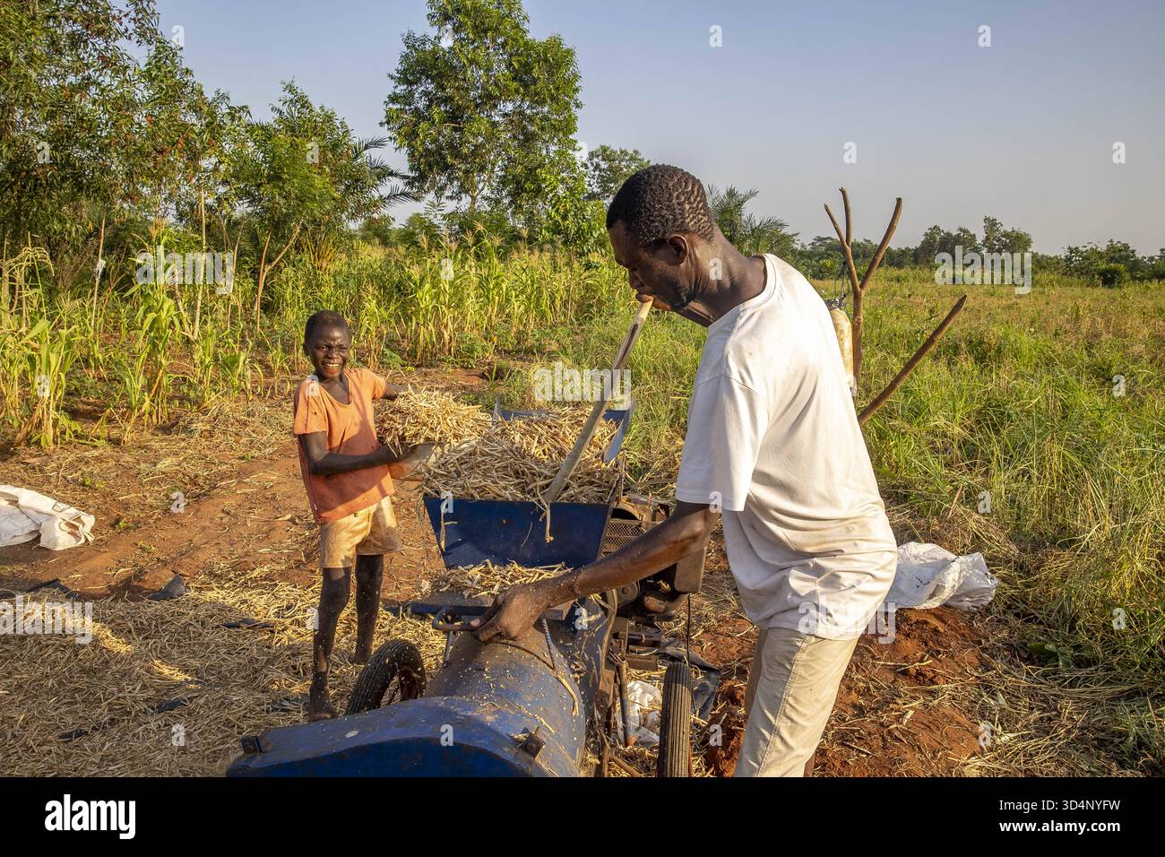 Seeding beans after harvest in Lobogo, Benin. Seeding beans after ...
