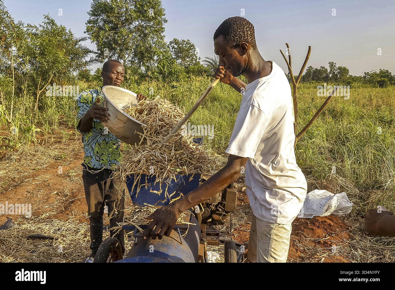 Seeding beans after harvest in Lobogo, Benin. Seeding beans after ...