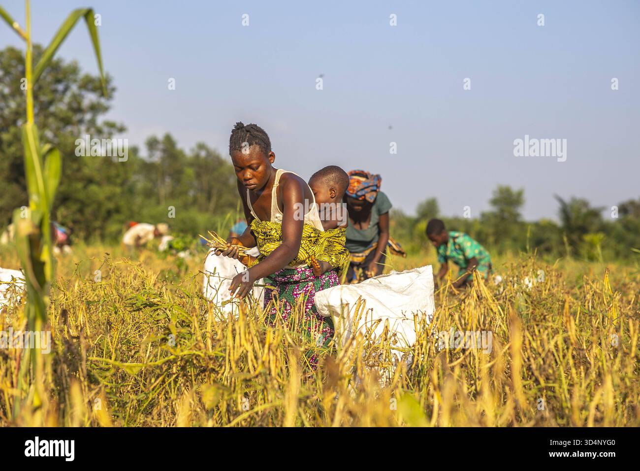 Bean harvest in Lobogo, Benin. Bean harvest in Lobogo, Benin 016962 077 ...