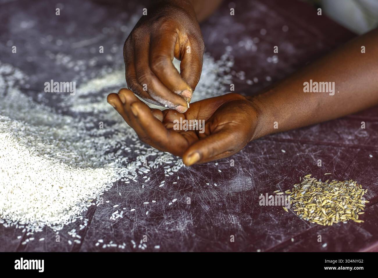 Worker sorting organic rice produced in Agoutome, Benin. Worker sorting ...
