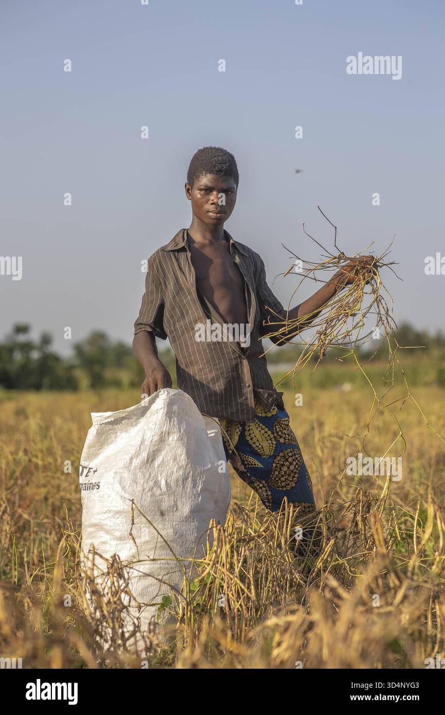 Bean harvest in Lobogo, Benin. Bean harvest in Lobogo, Benin 016962 082 ...