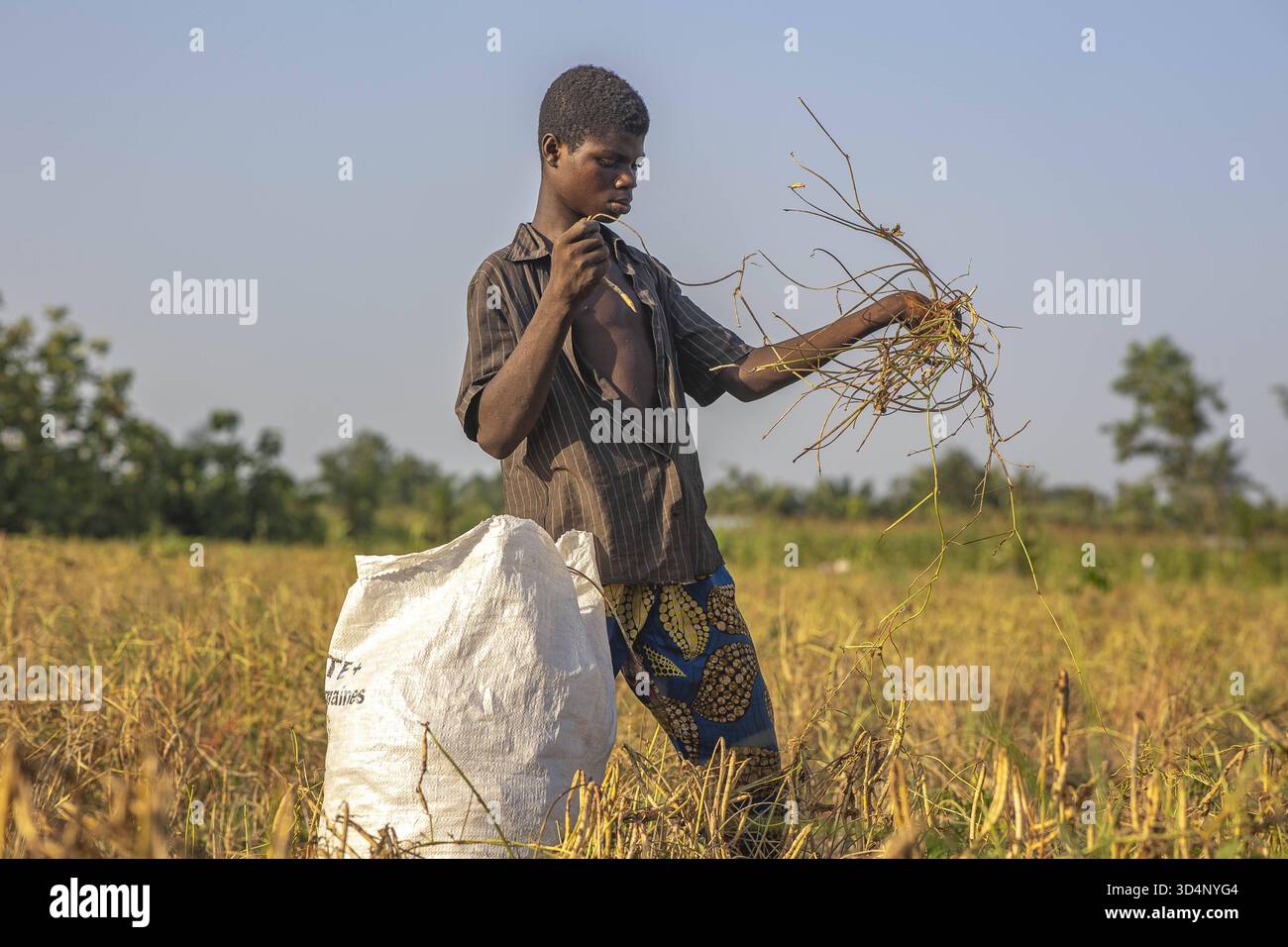 Bean harvest in Lobogo, Benin. Bean harvest in Lobogo, Benin 016962 081 ...
