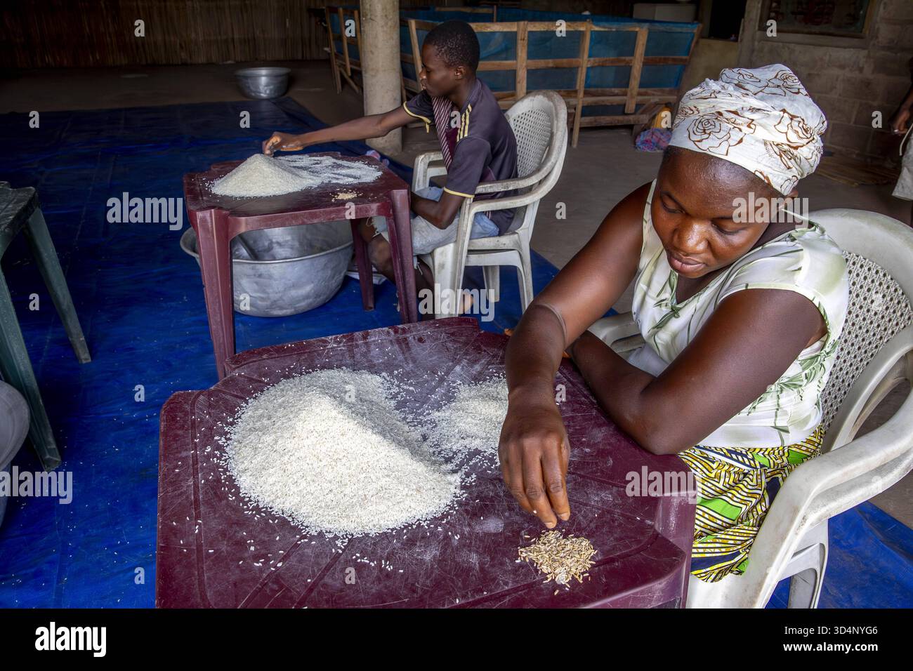 Workers sorting organic rice produced in Agoutome, Benin. Workers ...