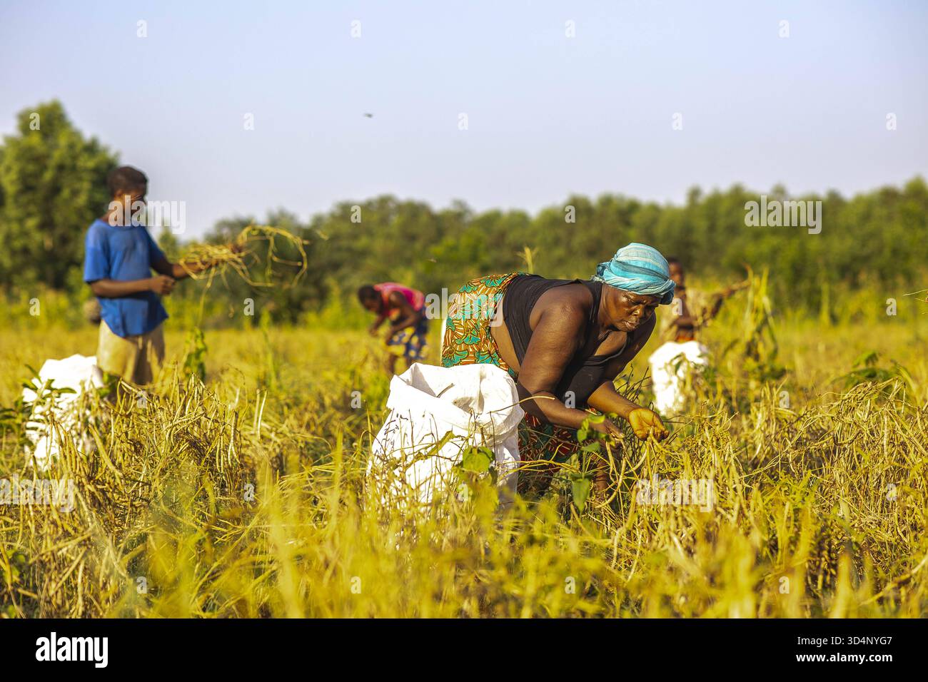 Bean harvest in Lobogo, Benin. Bean harvest in Lobogo, Benin 016962 078 ...