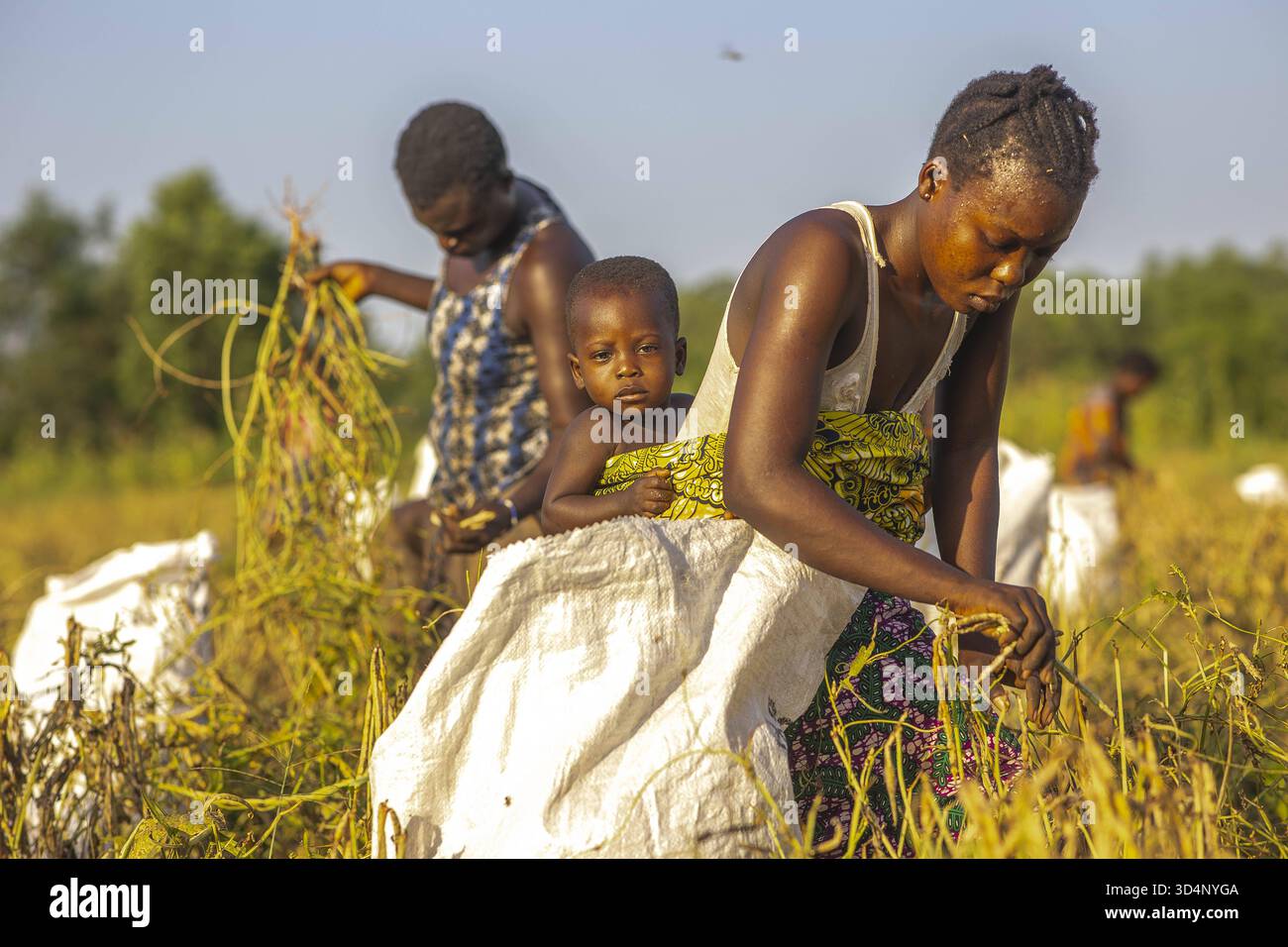 Bean harvest in Lobogo, Benin. Bean harvest in Lobogo, Benin 016962 079 ...