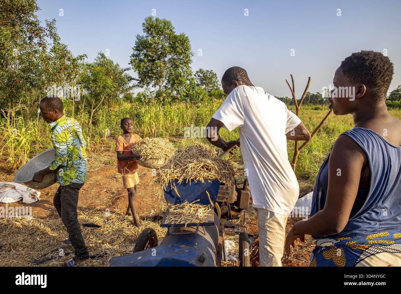 Seeding beans after harvest in Lobogo, Benin. Seeding beans after ...