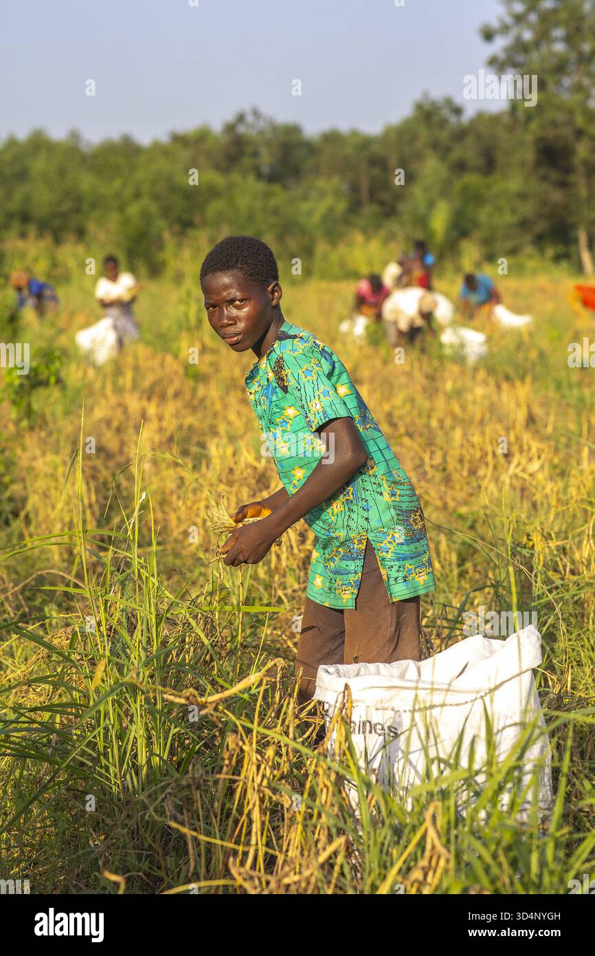 Bean harvest in Lobogo, Benin. Bean harvest in Lobogo, Benin 016962 083 ...
