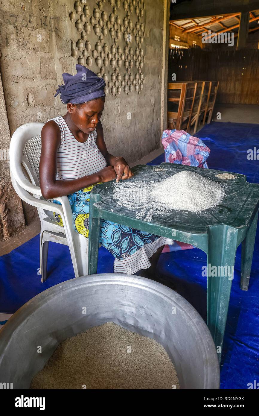 Worker sorting organic rice produced in Agoutome, Benin. Worker sorting ...