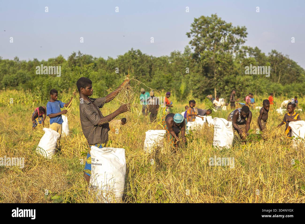 Bean harvest in Lobogo, Benin. Bean harvest in Lobogo, Benin 016962 075 ...