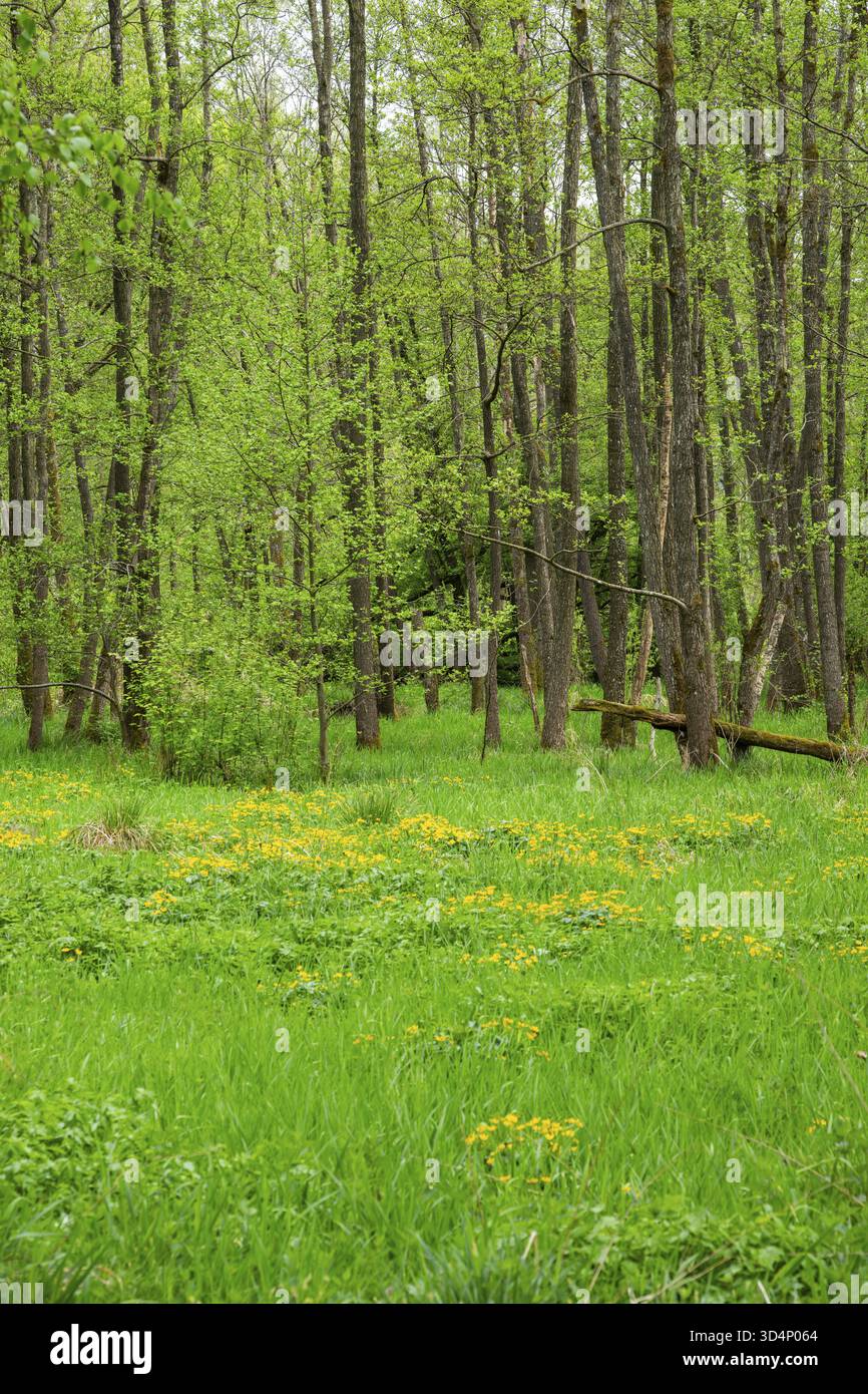 Moorland with blooming Marsh-marigold (Caltha palustris) in a Common ...