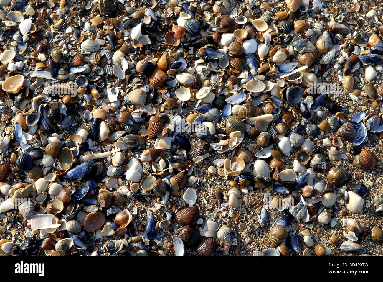 Different coloured seashells lying on the beach, Norway Stock Photo - Alamy