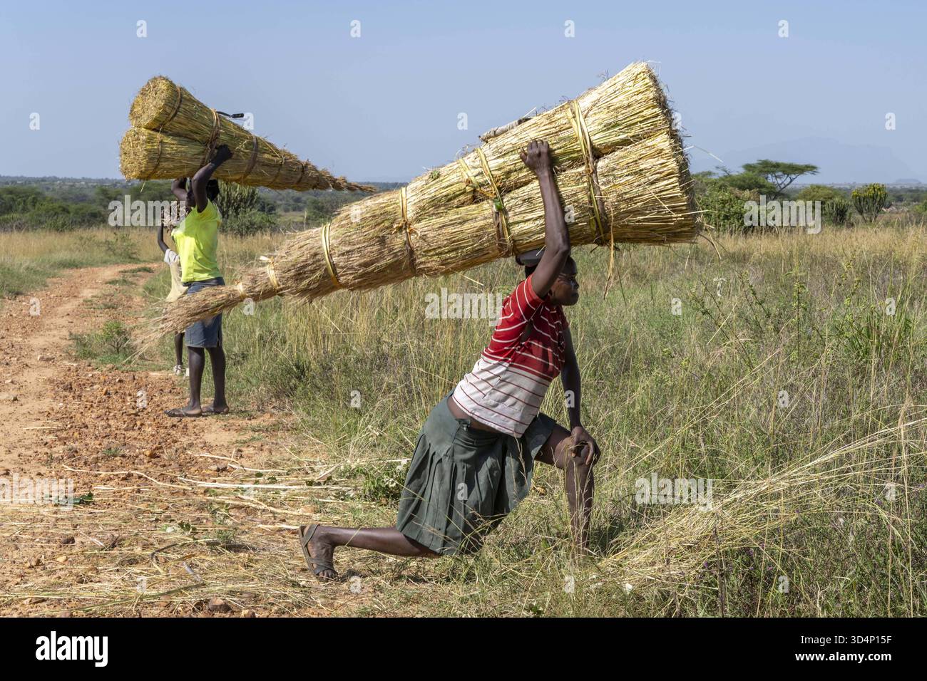 Young women carrying straw to make hut roofs, Karamoja, Uganda. Young ...