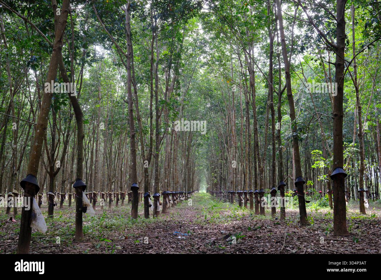 Rubber plantation in the highlands region. Latex. Kontum. Vietnam ...