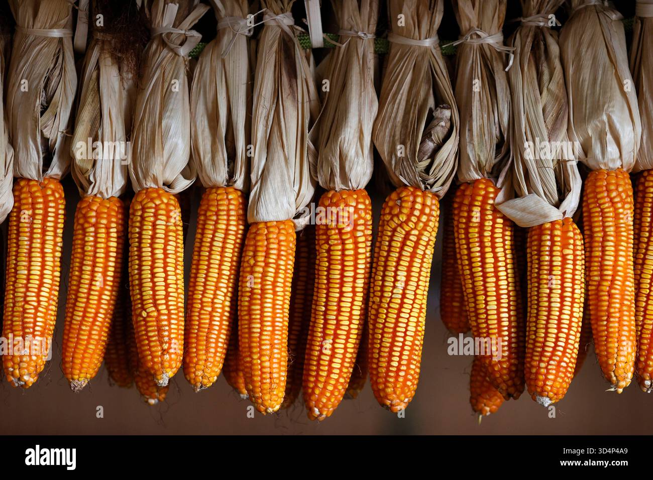 Dried corn cobs in a restaurant. Kontum. Vietnam. Dried corn cobs in a ...