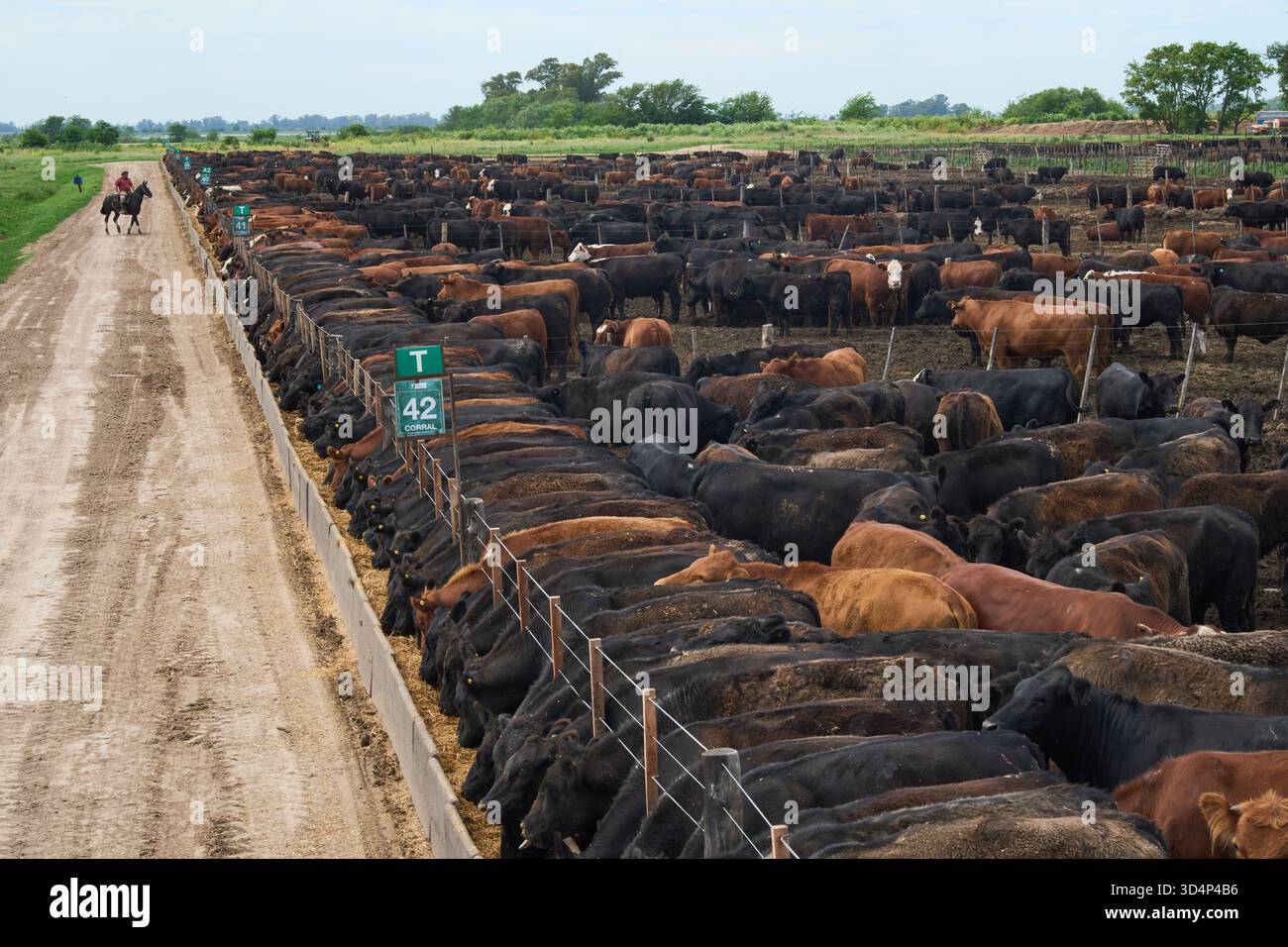 A worker rides a horse in front of beef cattle at a corral at a feedlot ...
