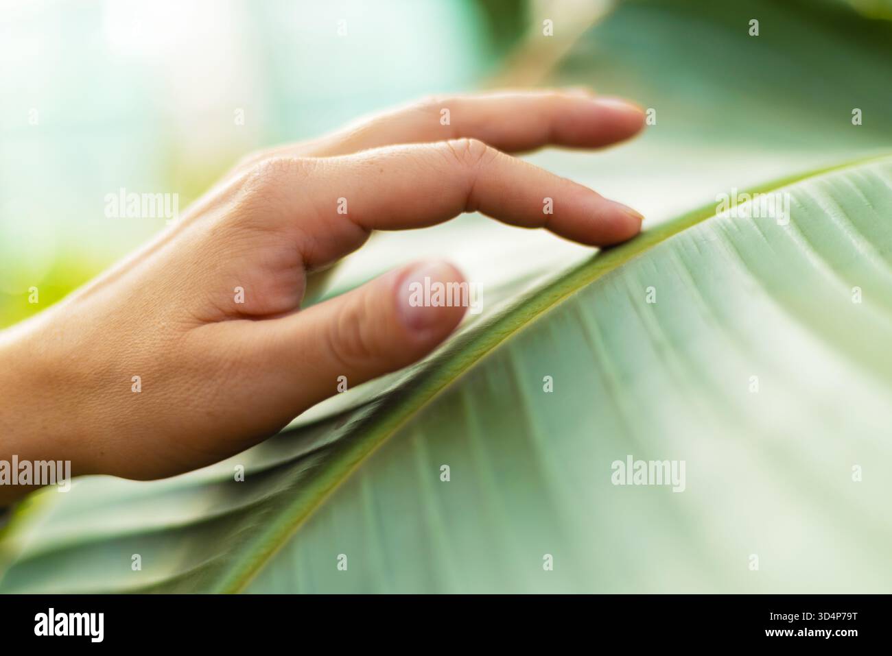 Hand Gently Touching a Large Green Leaf in Nature Stock Photo - Alamy
