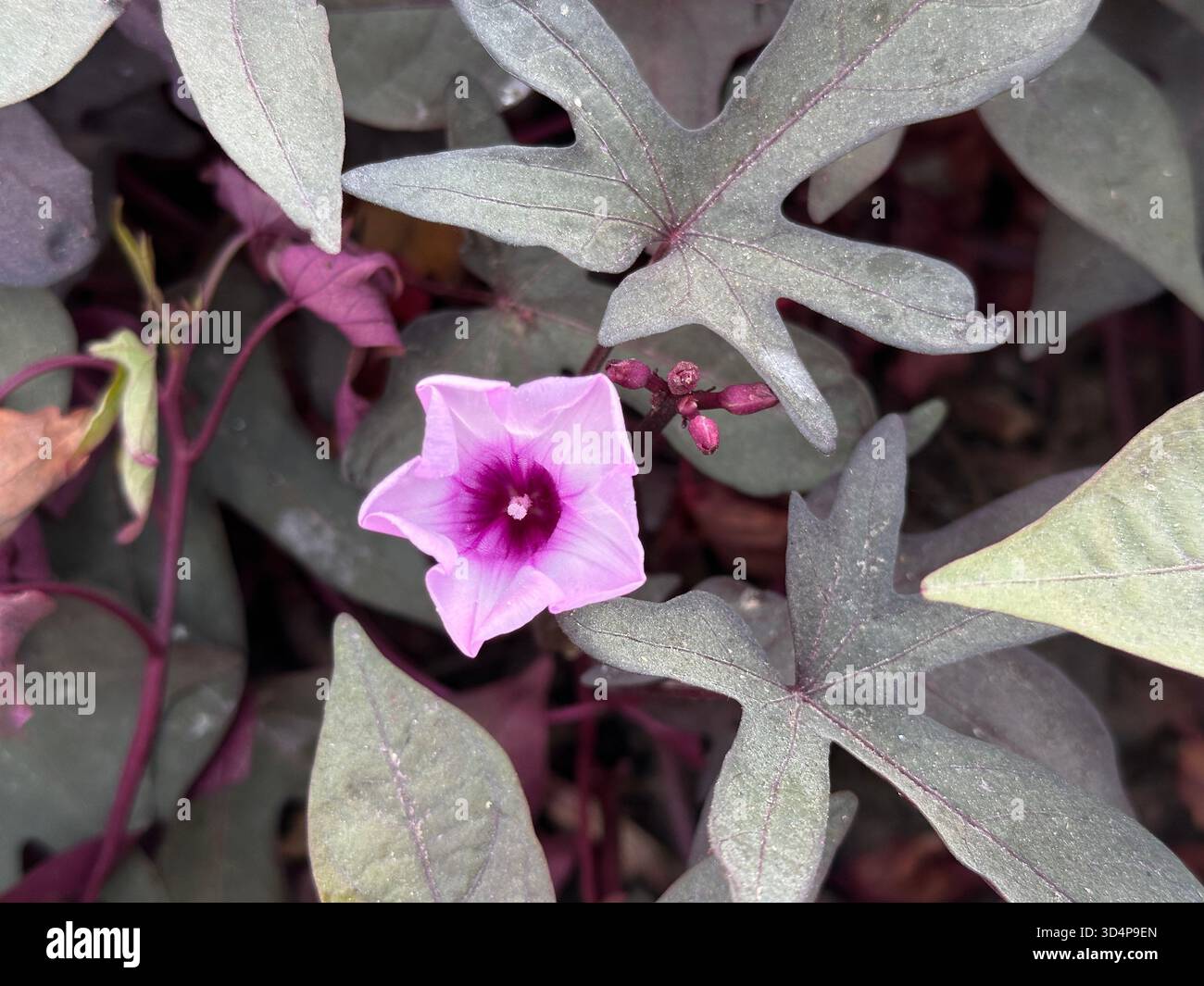 Tiny purple flower peeking through muted grey-green leaves, subtle ...